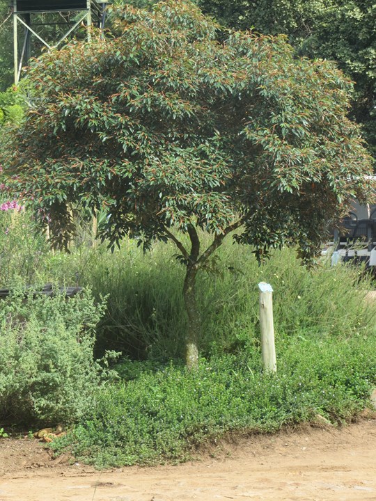 Croton gratissimus Lavender Fever Berry Laventelkoorsbessie mufhorola ...
