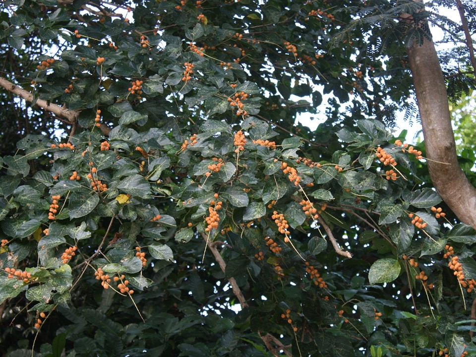 Croton sylvaticus Forest feverberry Boskoorsbessie mula-thobo umfeze ...