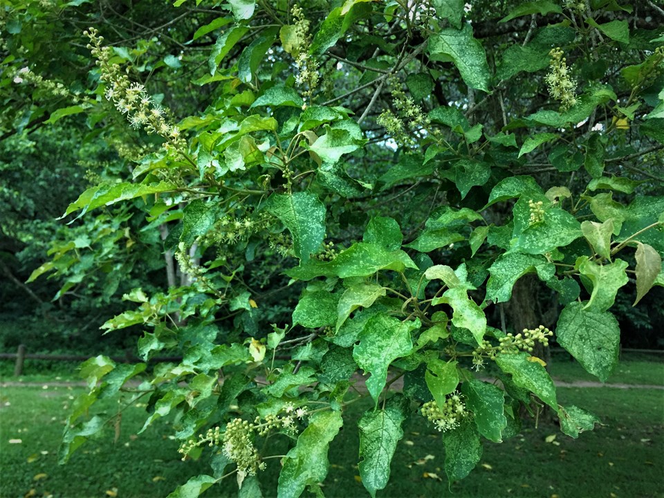 Croton sylvaticus Forest feverberry Boskoorsbessie mula-thobo umfeze ...