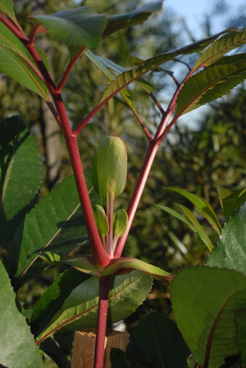 Cunonia capensis Red Alder Rooiels Umaphetu Umqwashube