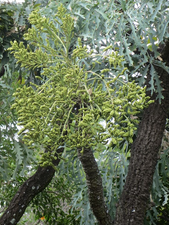 Cussonia paniculata Karoo Cabbage Tree Karookiepersol