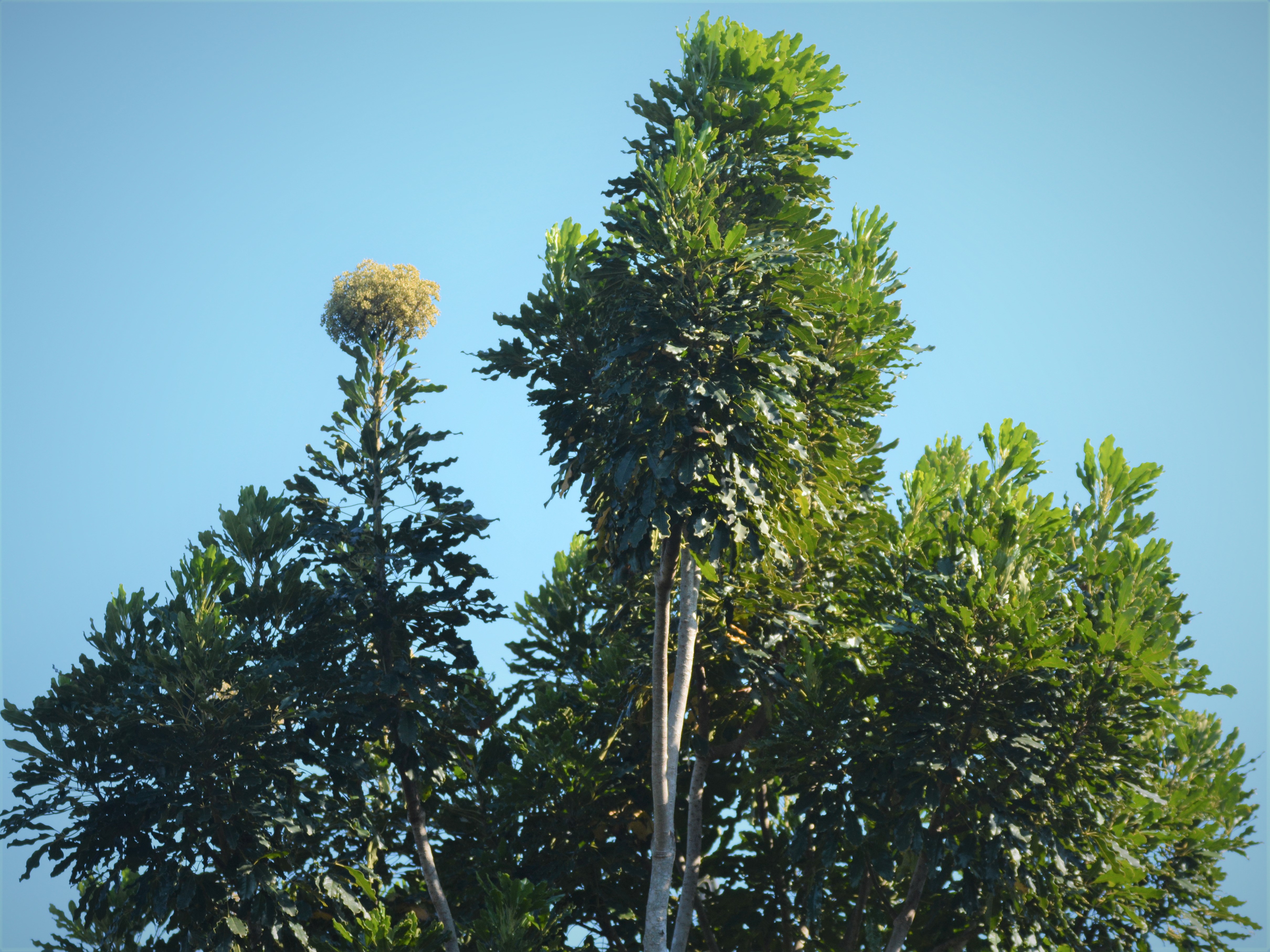 Cussonia sphaerocephala Natal Forest Cabbage Tree Boskiepersol Umsenge ...
