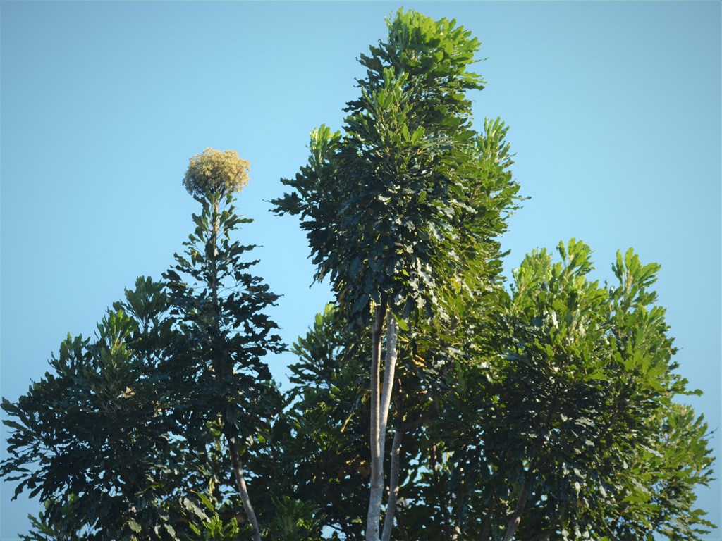 Cussonia sphaerocephala Natal Forest Cabbage Tree Boskiepersol Umsenge ...