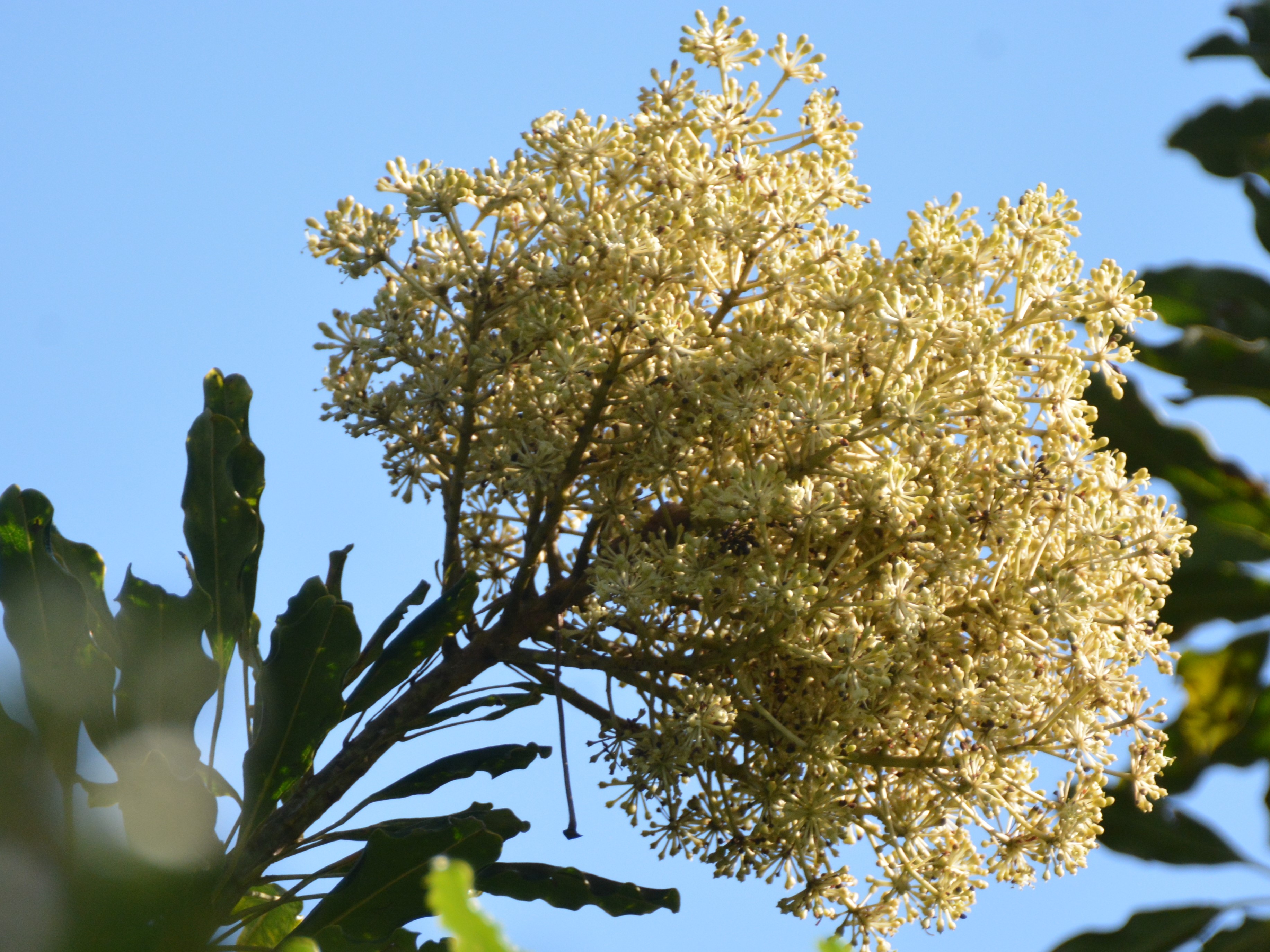 Cussonia sphaerocephala Natal Forest Cabbage Tree Boskiepersol Umsenge ...