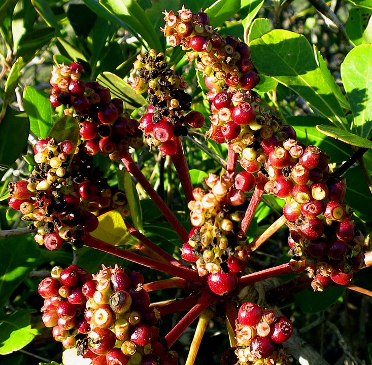 Cussonia thyrsiflora Cape Coast Cabbage Tree Kaapse Kuskiepersol ...