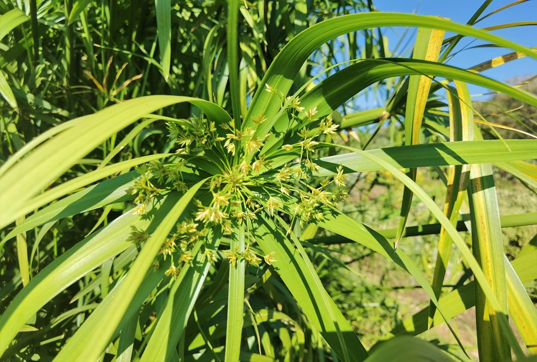 Cyperus alternifolius Umbrella Sedge