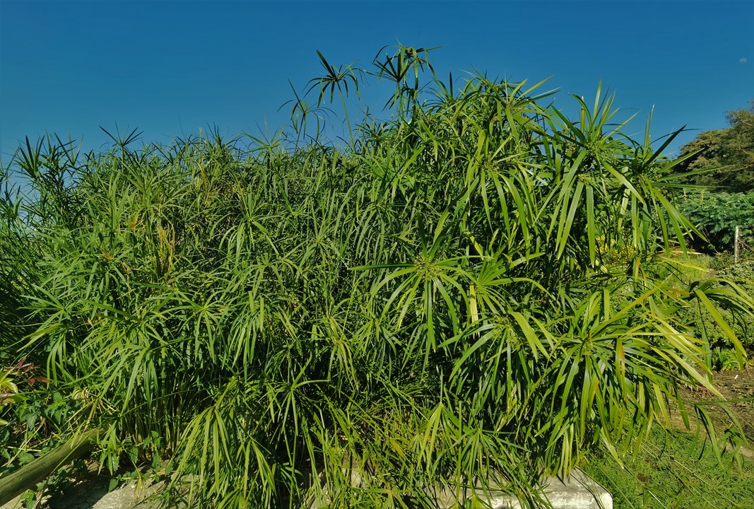 Cyperus alternifolius Umbrella Sedge