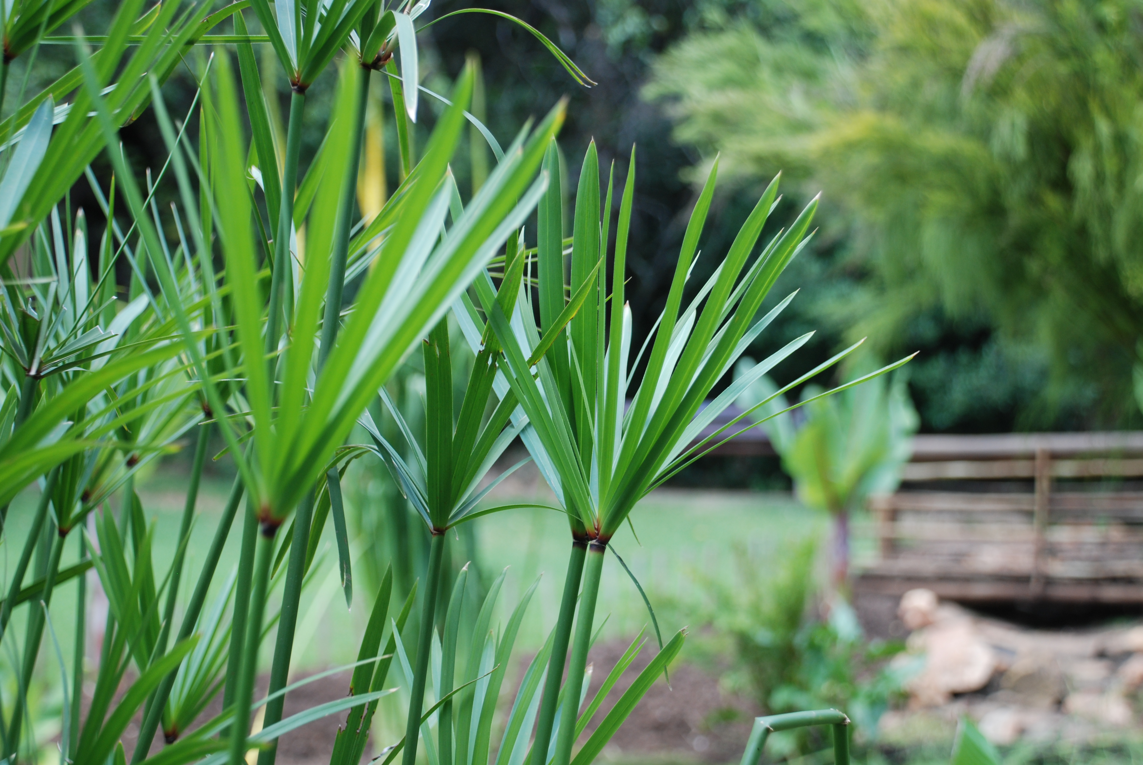 Cyperus textilis Basket Grass Matjiesgoed umuzi