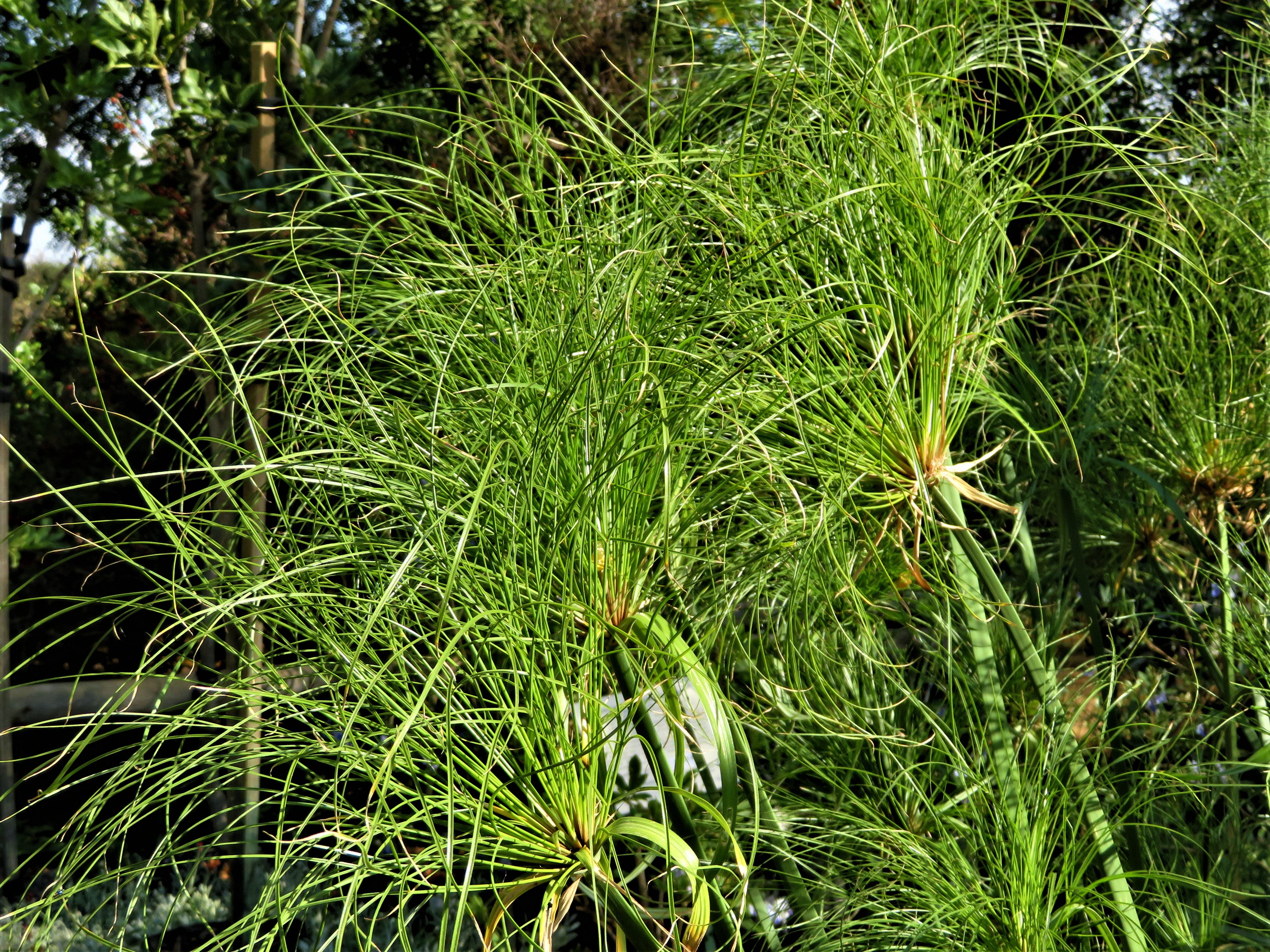 Cyperus papyrus Papyrus Sedge Papirus