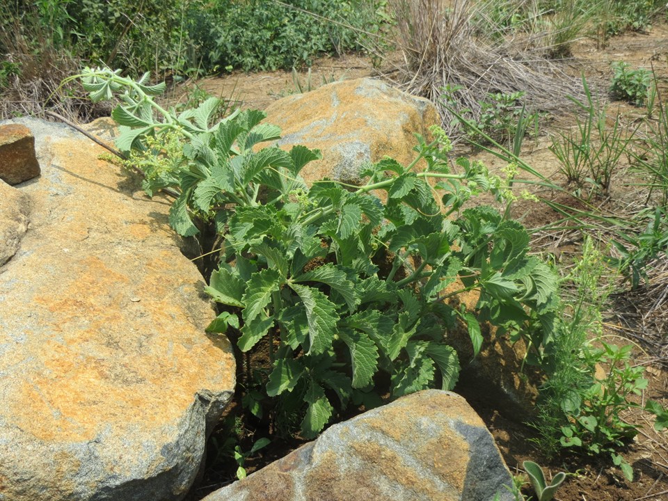 Cyphostemma lanigerum Wild Grape Wildedruif