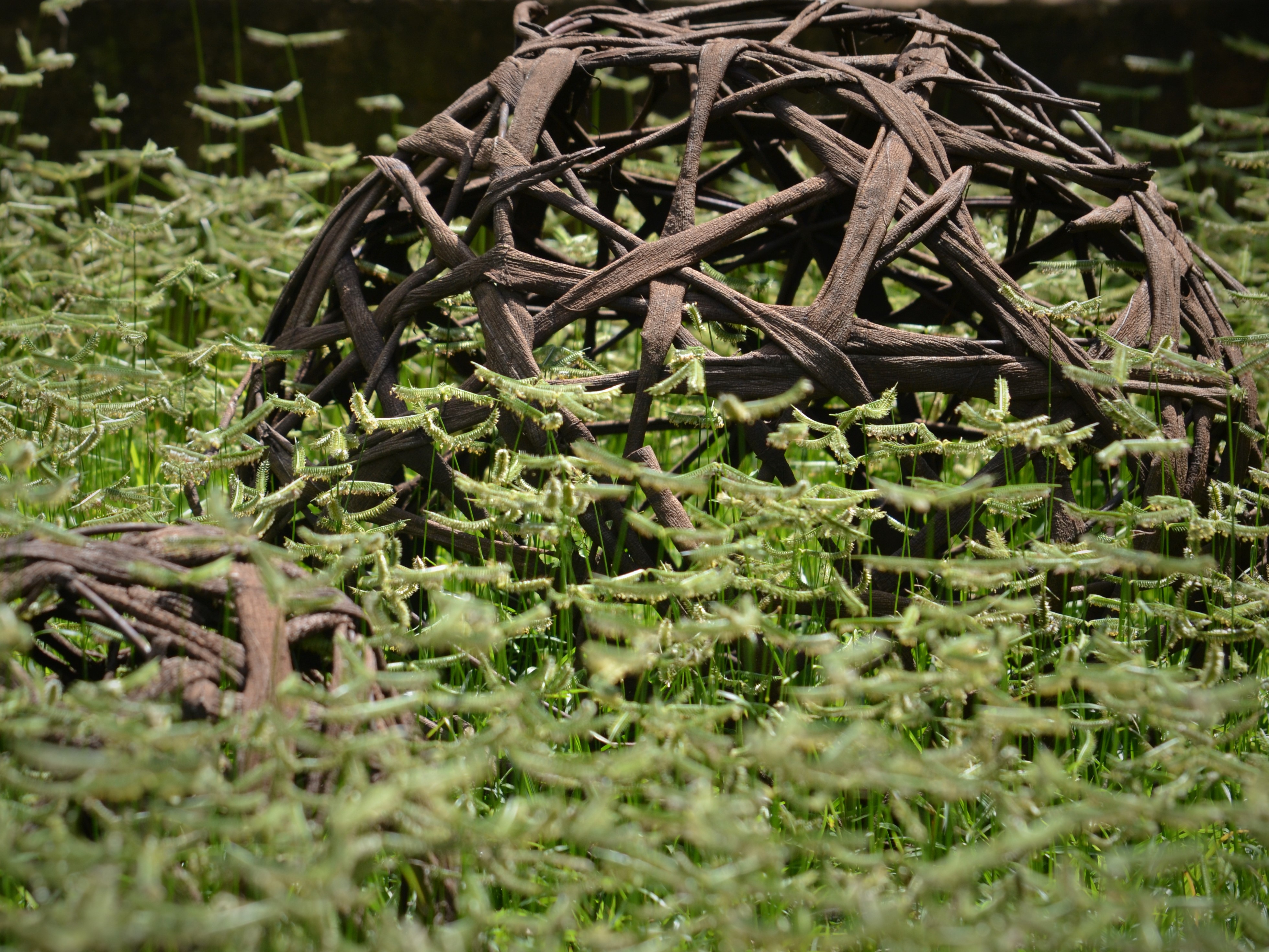 Dactyloctenium australe Natal Crowfoot, Durban Grass, LM Grass, Berea ...