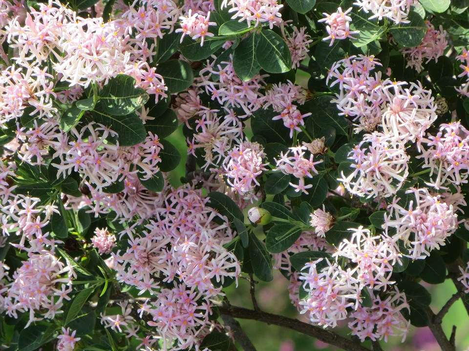 Dais cotinifolia Pompon Tree Kannabas Intozane-Emnyama