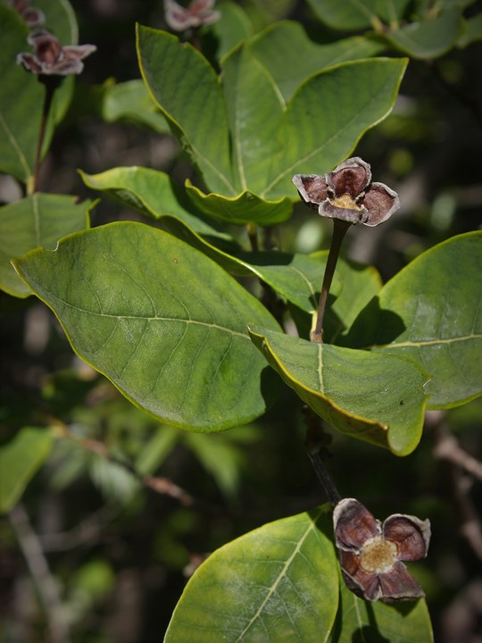 Dais cotinifolia Pompon Tree Kannabas Intozane-Emnyama