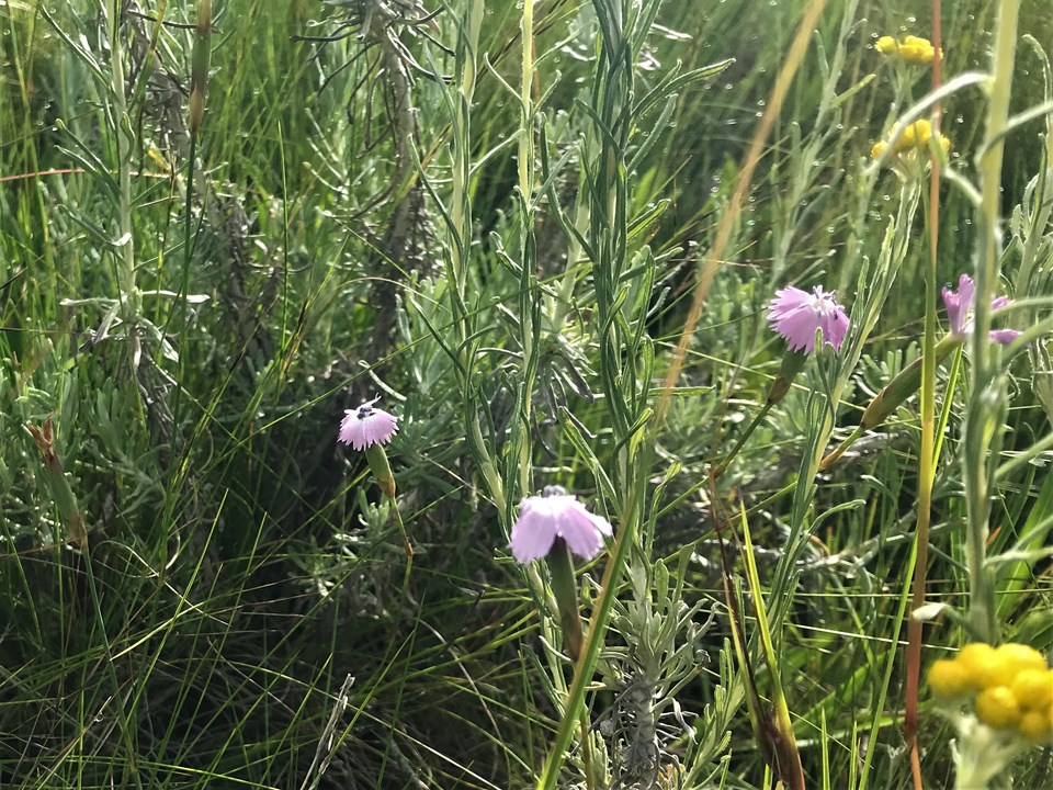 Dianthus basuticus Dianthus Lesothose Grootblom