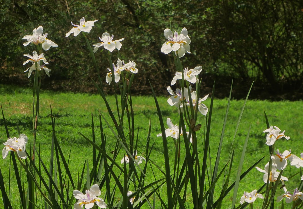 Dietes grandiflora large wild iris, fairy iris Groot Wilde Iris ...