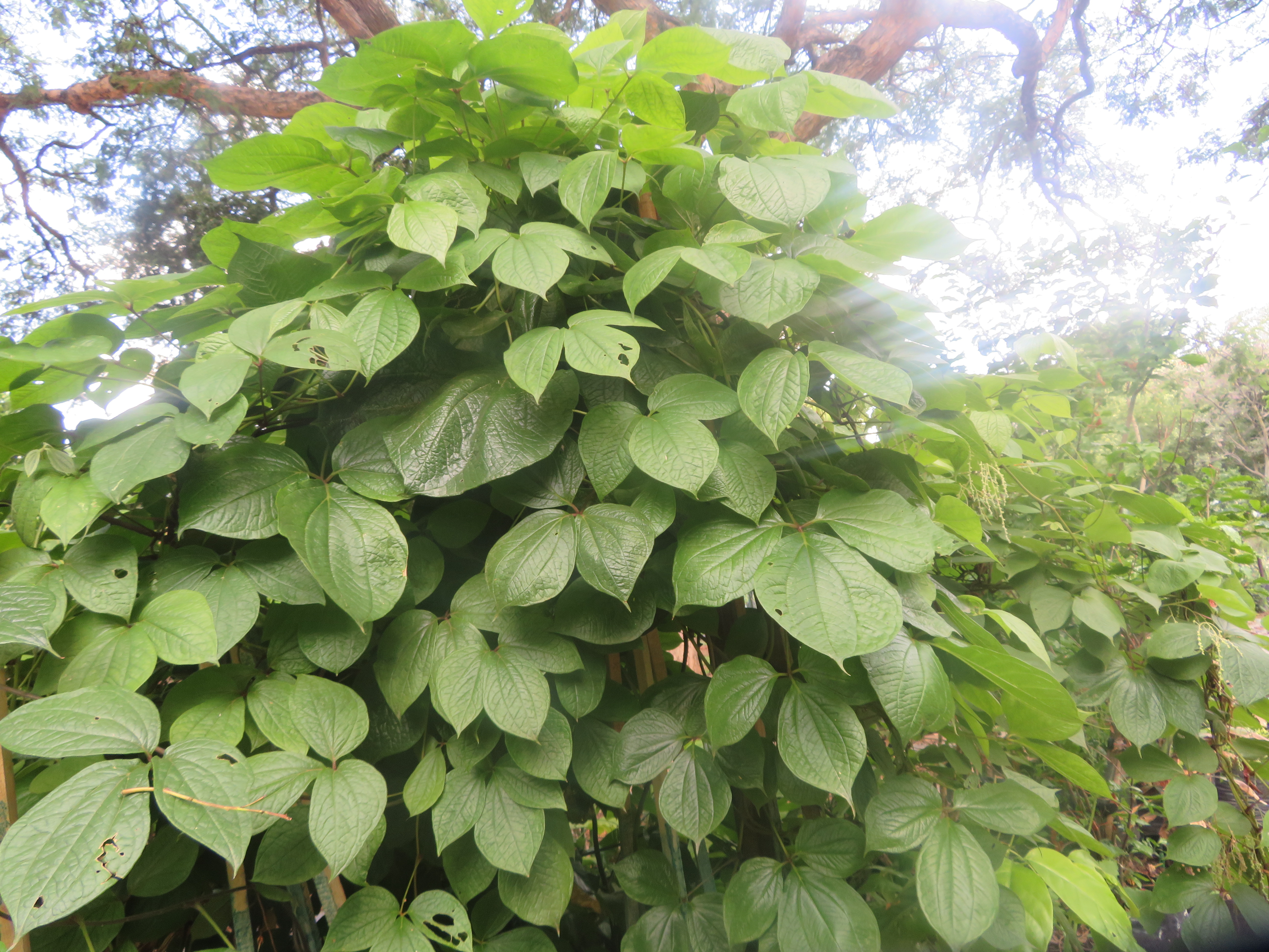 Dioscorea dregeana Wild Yam Wildejam ingcolo isidakwa