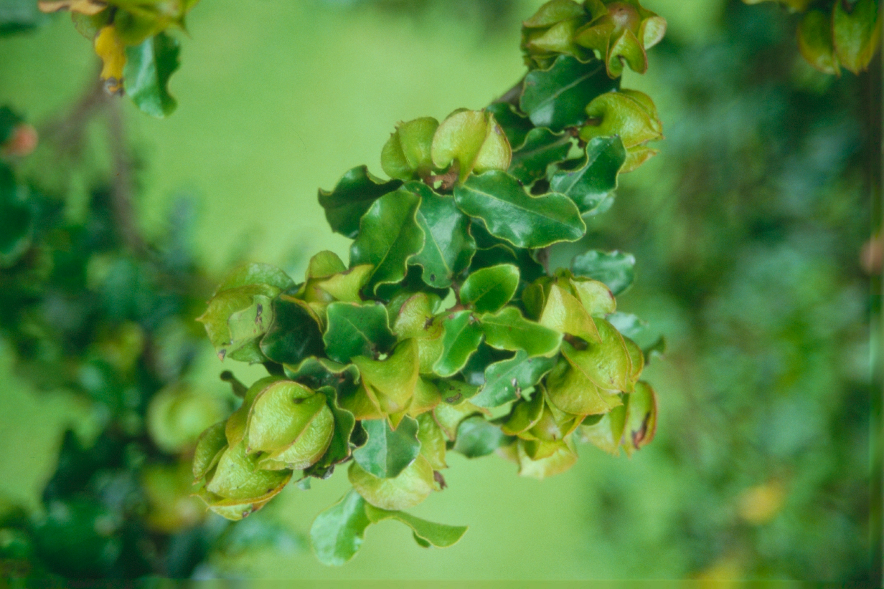 Diospyros whyteana Bladder-Nut Swartbas Munyavhili Umkhaze Umtenatane ...