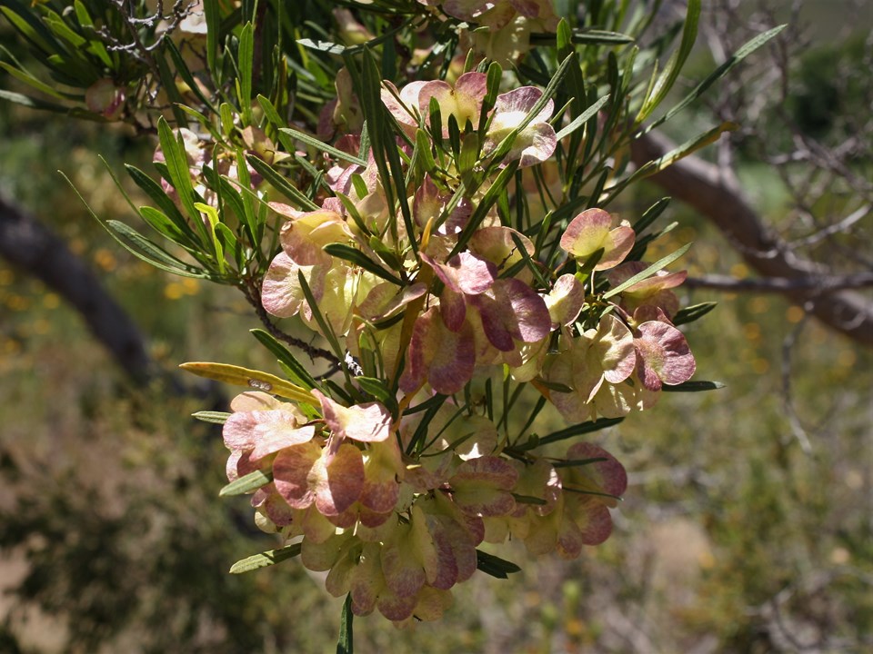 Dodonaea viscosa angustifolia Sand Olive Sandolien, ysterbos mutata ...