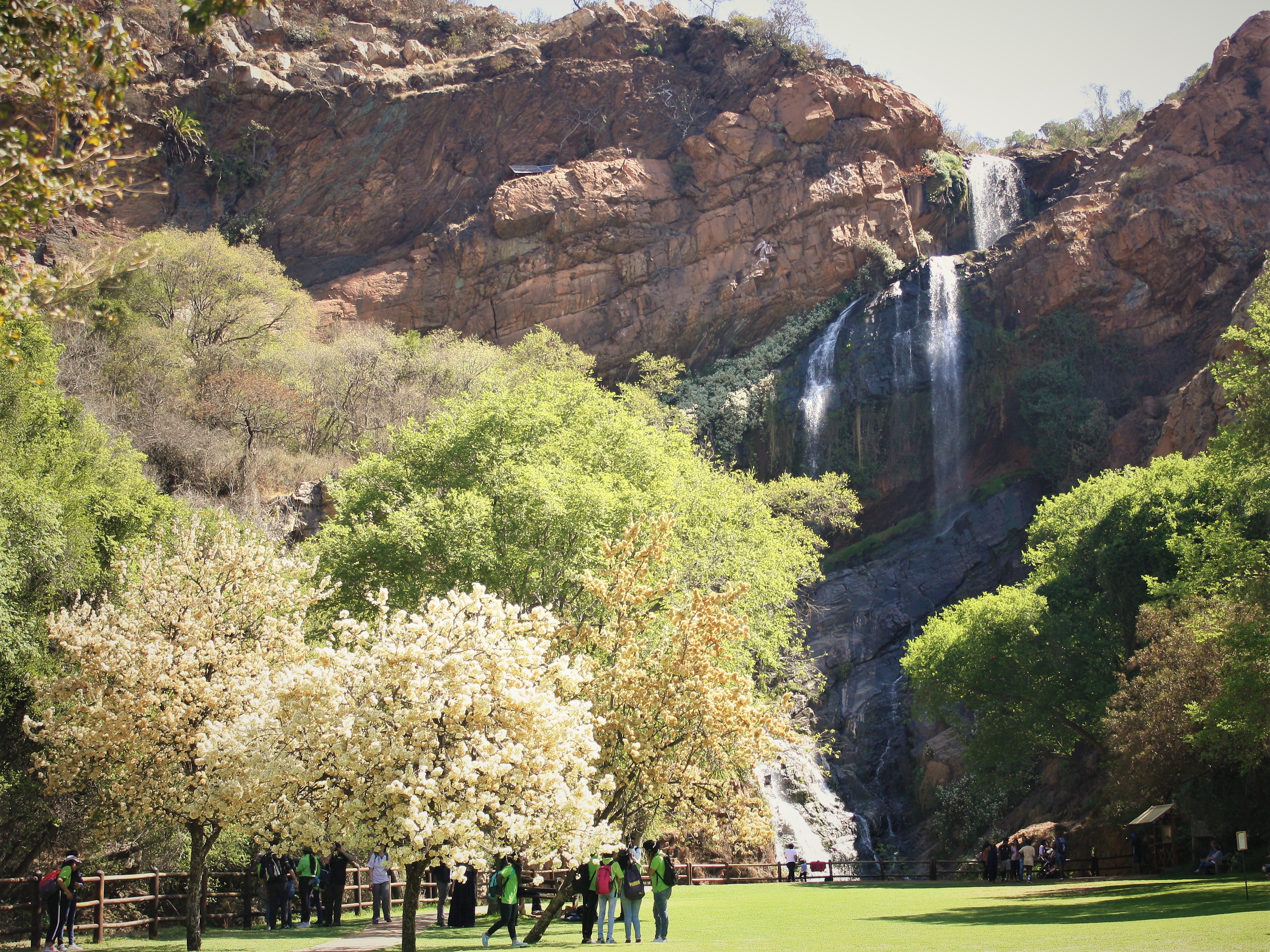 Dombeya rotundifolia Common Wild Pear Gewonedrolpeer Tshiluvhari ...