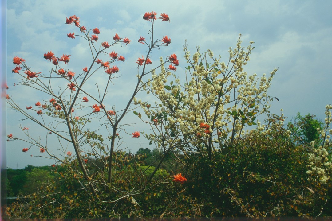 Dombeya rotundifolia Common Wild Pear Gewonedrolpeer Tshiluvhari ...