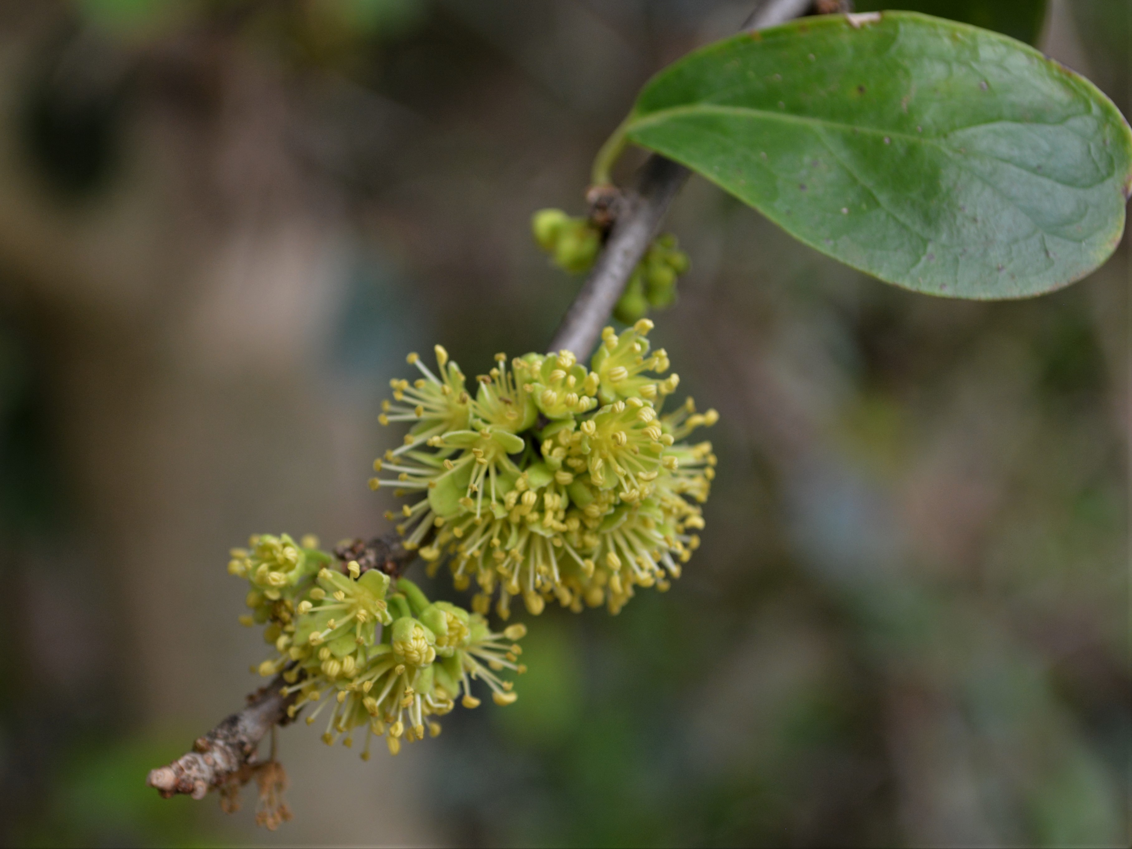 Dovyalis caffra Kei-Apple Kei-Appel mutunu motlhôno umqokolo motlhono