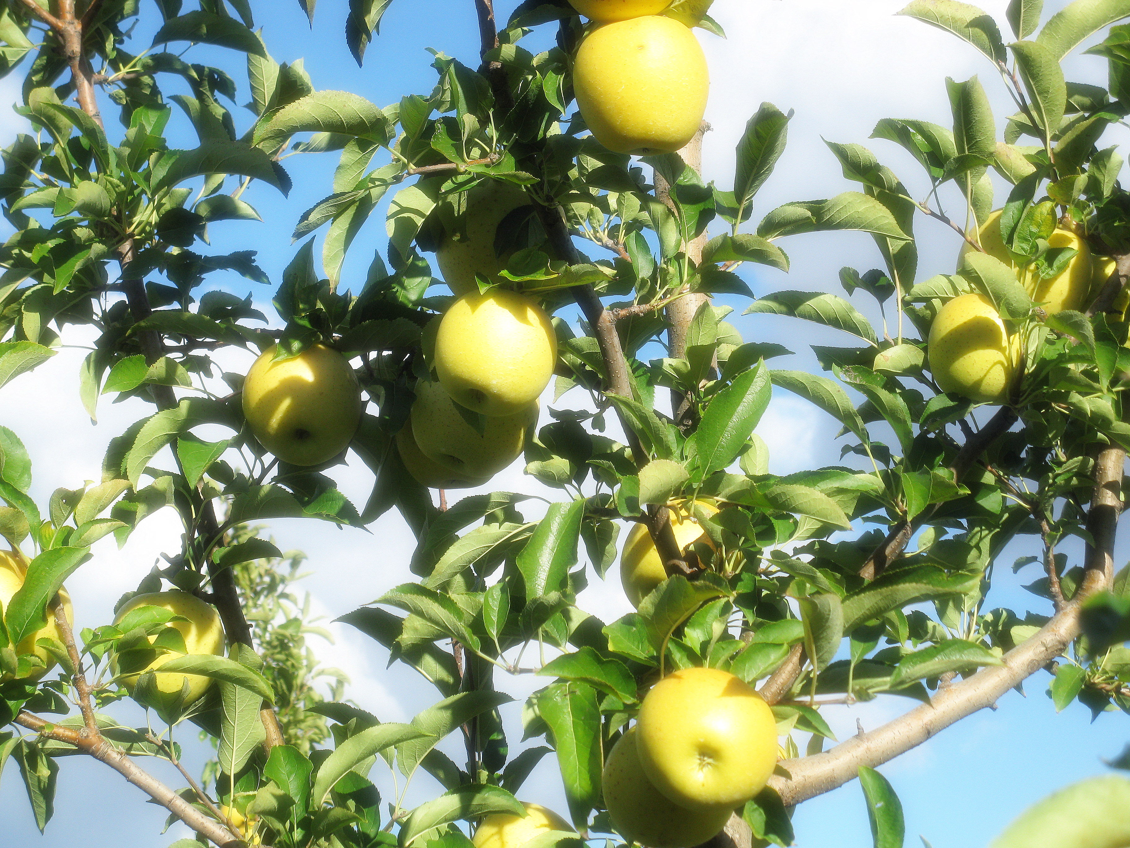 Dovyalis caffra Kei-Apple Kei-Appel mutunu motlhôno umqokolo motlhono