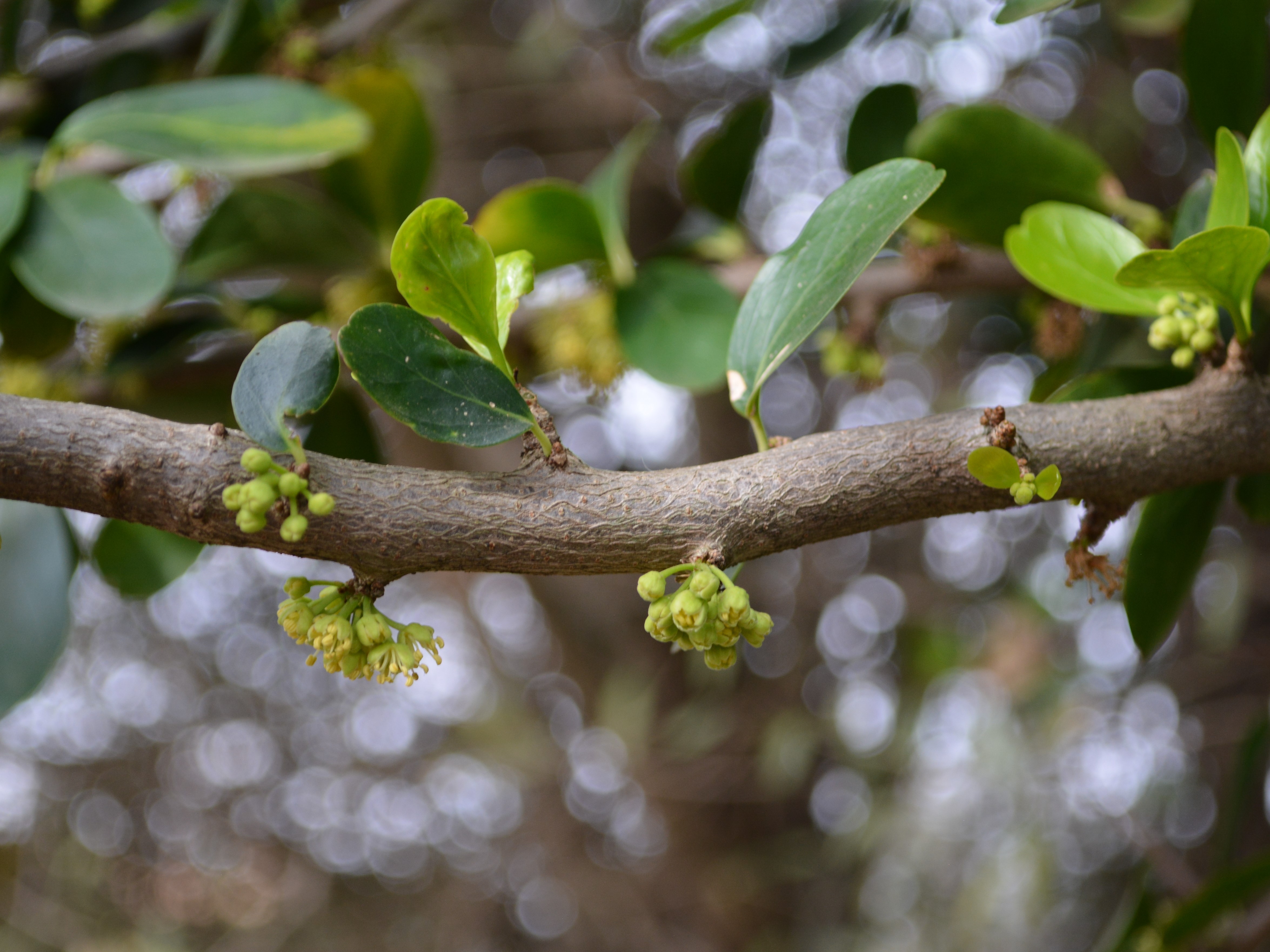 Dovyalis caffra Kei-Apple Kei-Appel mutunu motlhôno umqokolo motlhono