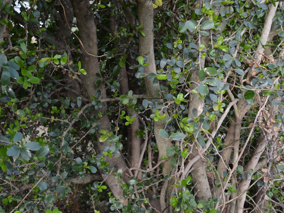 Dovyalis caffra Kei-Apple Kei-Appel mutunu motlhôno umqokolo motlhono