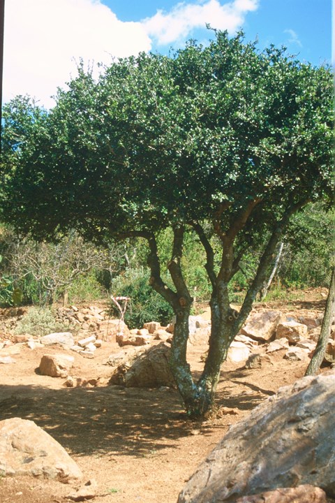 Dovyalis caffra Kei-Apple Kei-Appel mutunu motlhôno umqokolo motlhono