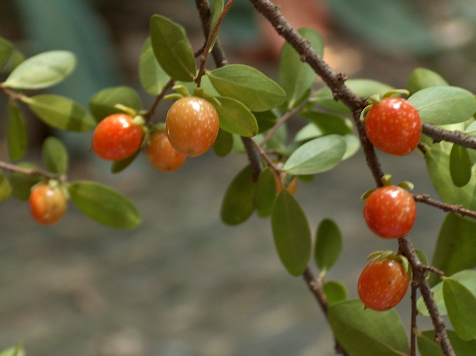 Dovyalis longispina Natal Apricot Natalappelkoos umNyusa imQokolo