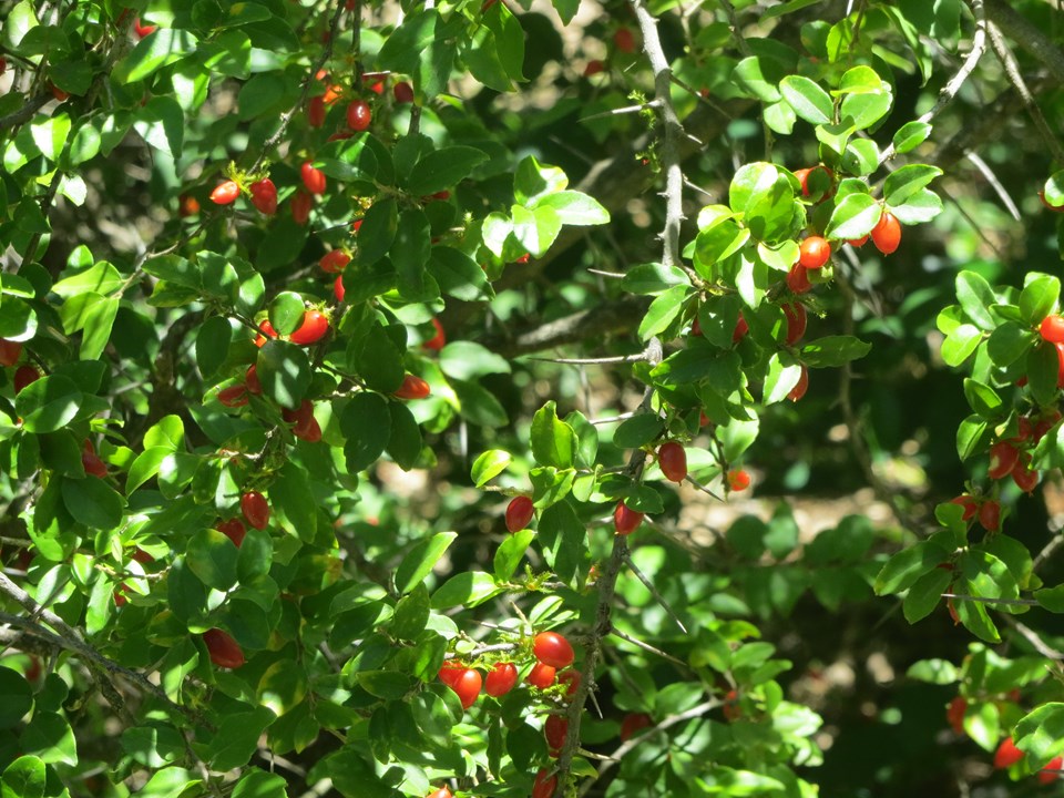 Dovyalis rhamnoides Sourberry Suurbessies umkhamgwinqi