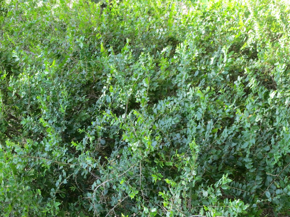 Dovyalis rhamnoides Sourberry Suurbessies umkhamgwinqi