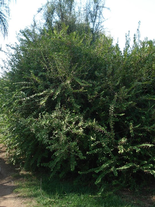 Dovyalis rhamnoides Sourberry Suurbessies umkhamgwinqi