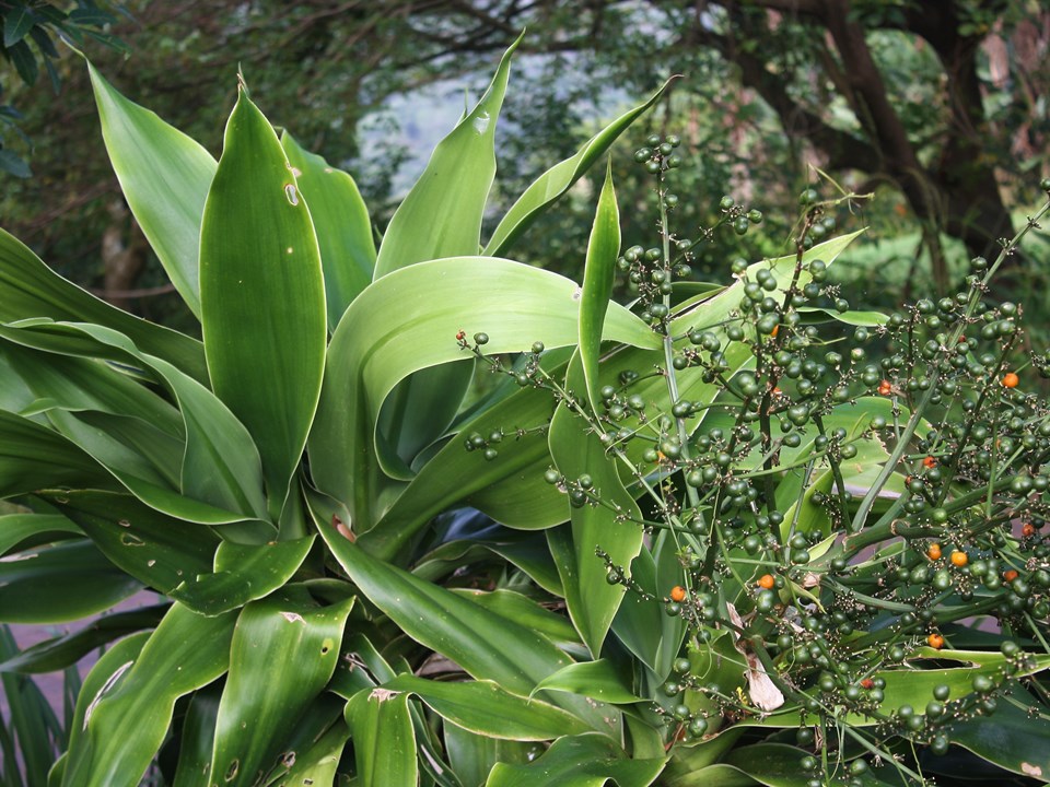 Dracaena aletriformis Large-leaved Dragon Tree Grootblaardrakeboom ...