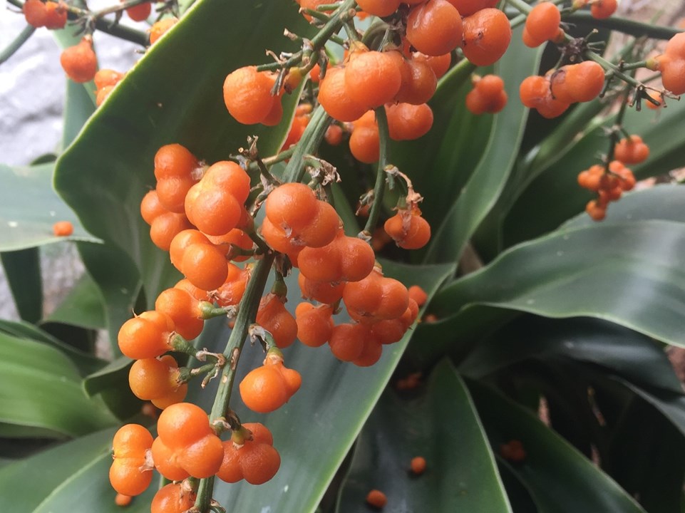 Dracaena aletriformis Large-leaved Dragon Tree Grootblaardrakeboom ...