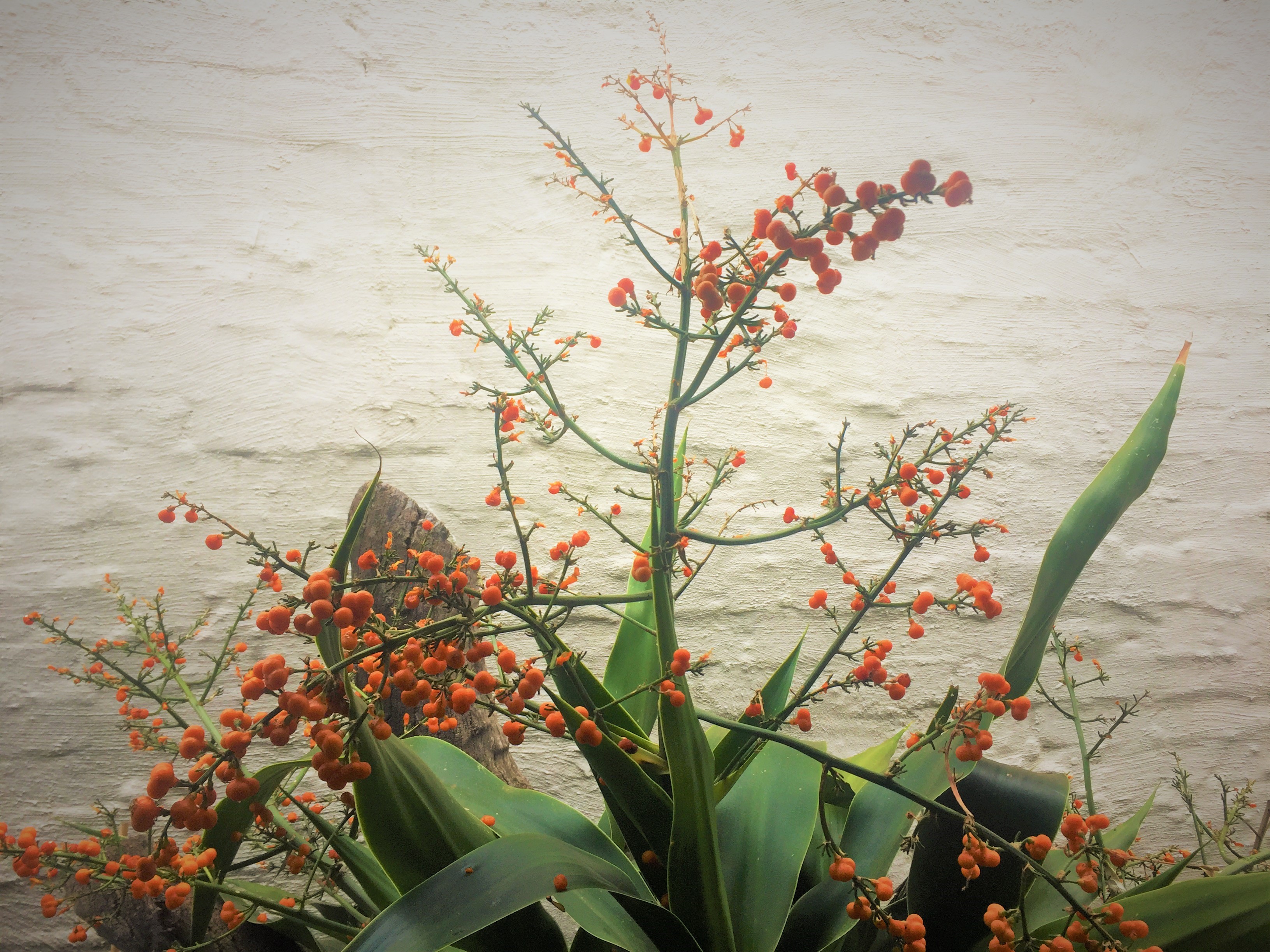 Dracaena aletriformis Large-leaved Dragon Tree Grootblaardrakeboom ...