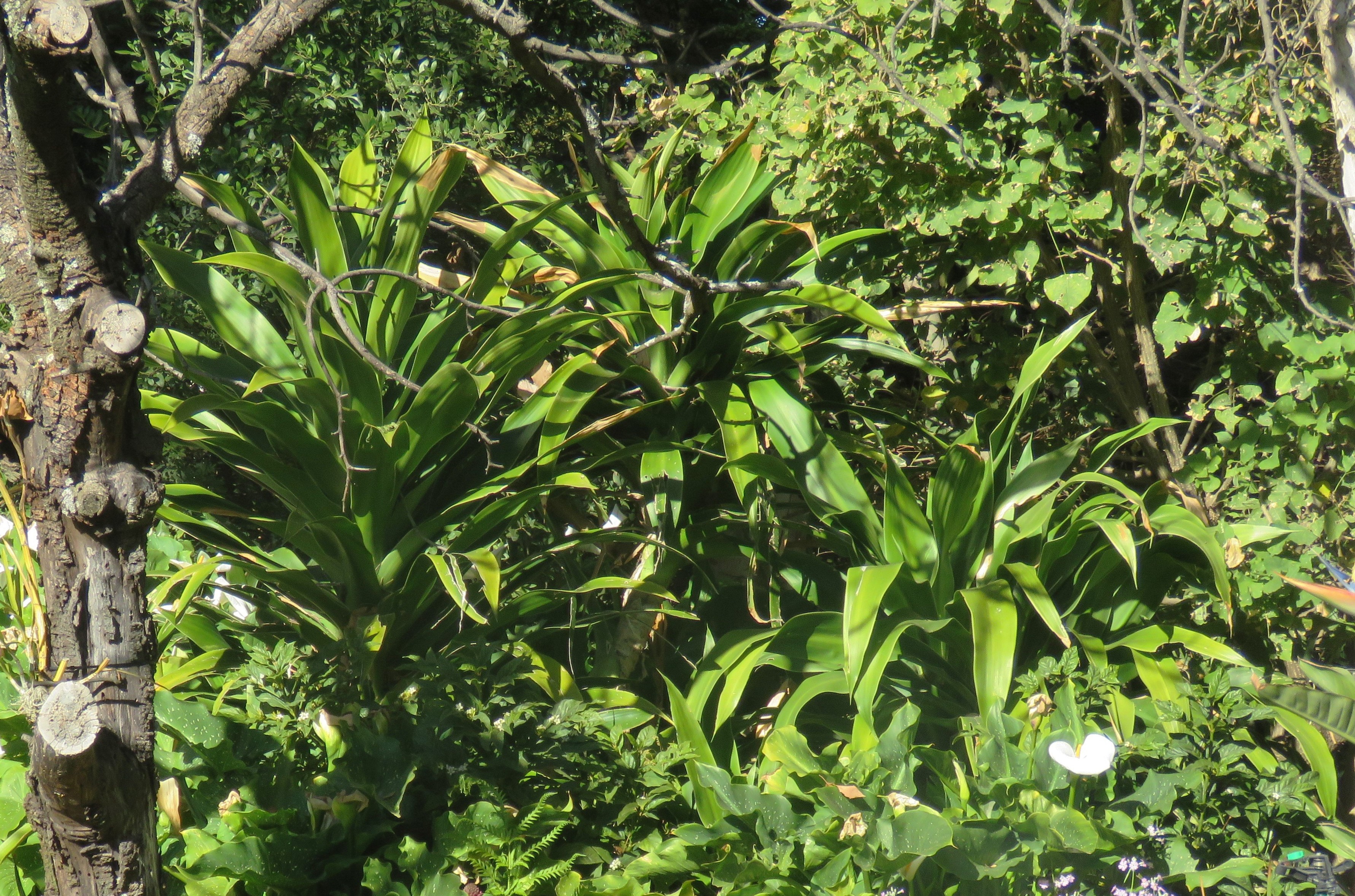 Dracaena aletriformis Large-leaved Dragon Tree Grootblaardrakeboom ...