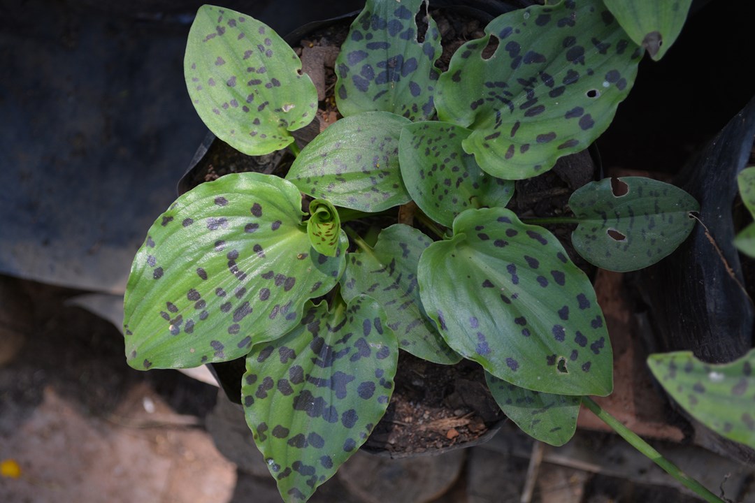 Ledebouria petiolata Spotted Leaved Drimiopsis, Little white soldiers ...
