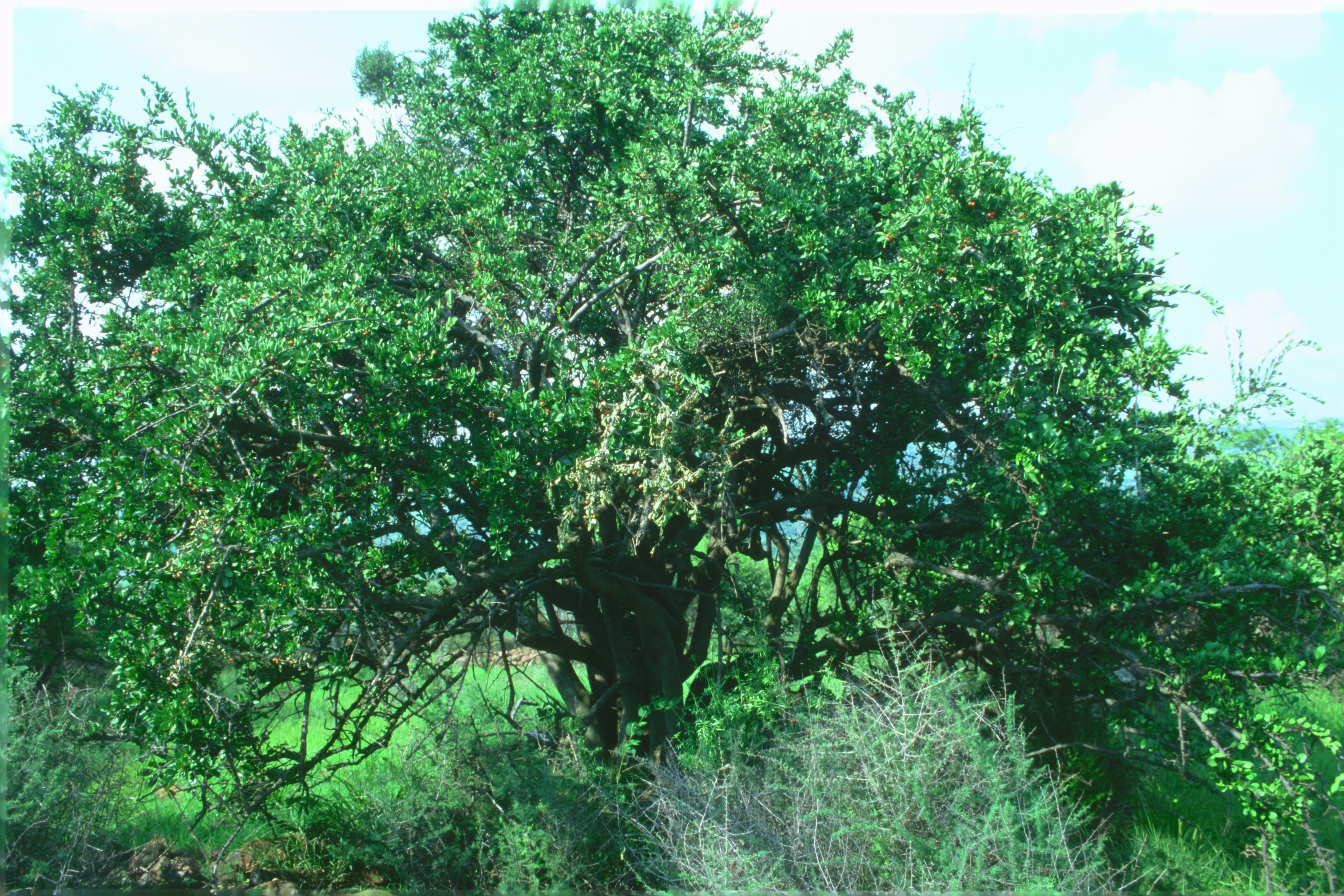 Ehretia rigida Puzzle Bush Deurmekaarbos mutepe morôbê umklele ...