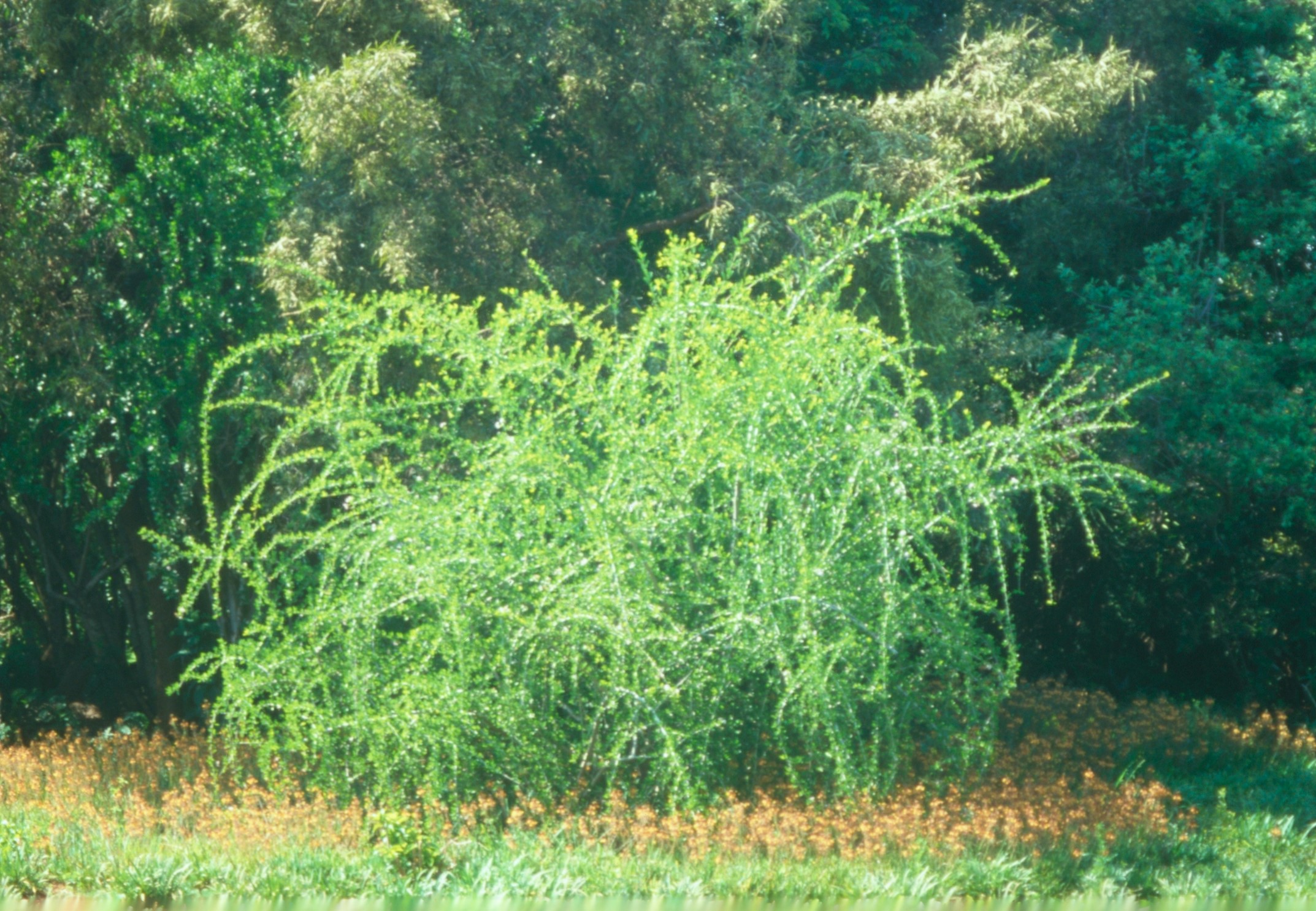 Ehretia rigida Puzzle Bush Deurmekaarbos mutepe morôbê umklele ...