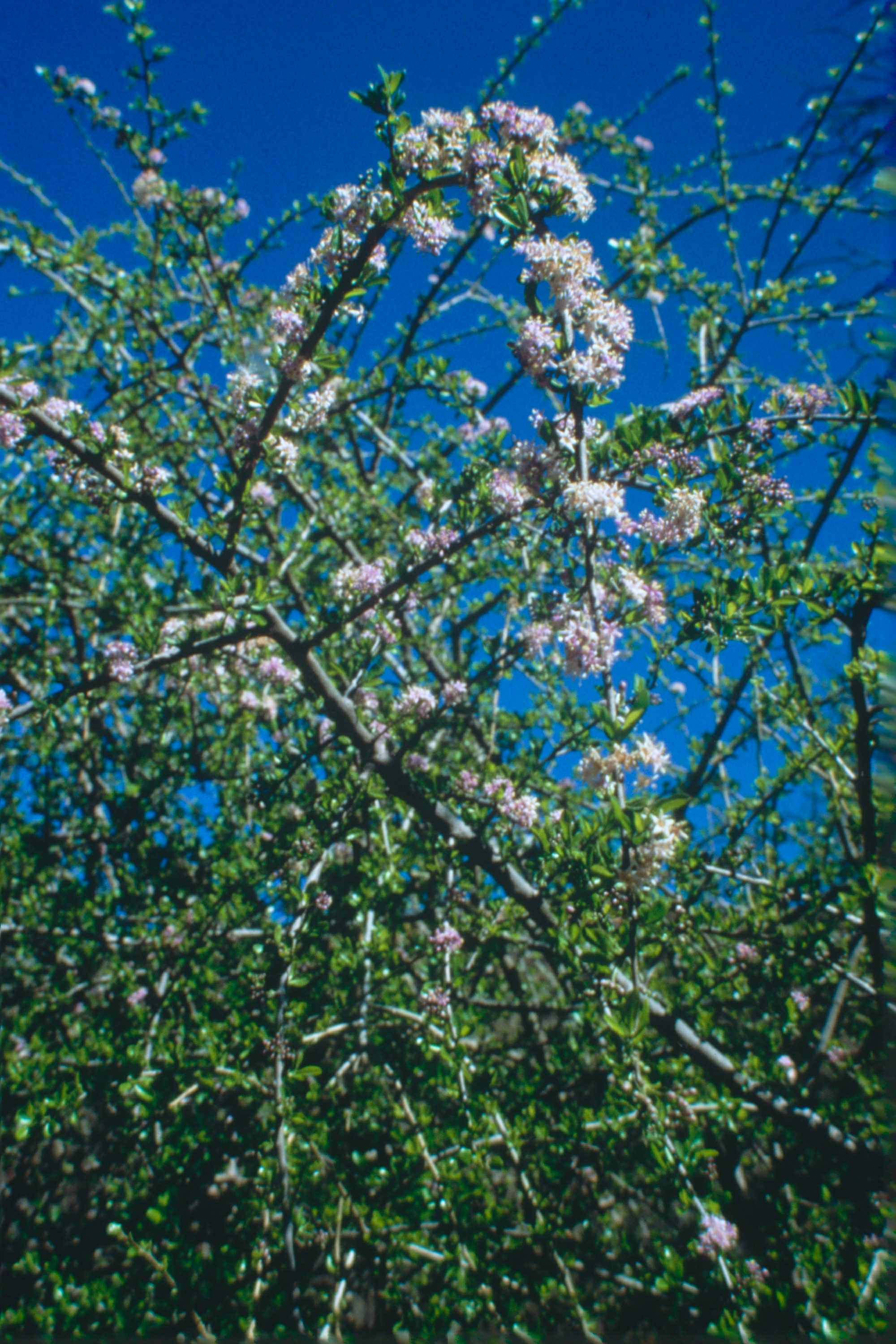 Ehretia rigida Puzzle Bush Deurmekaarbos mutepe morôbê umklele ...