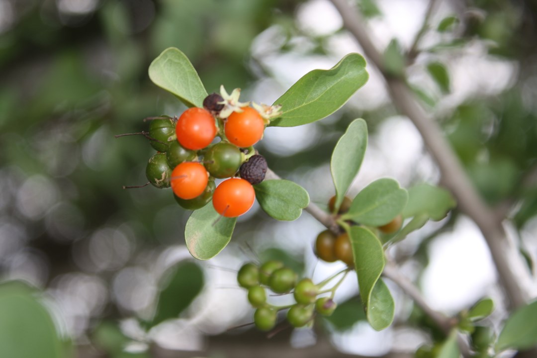 Ehretia rigida Puzzle Bush Deurmekaarbos mutepe morôbê umklele ...
