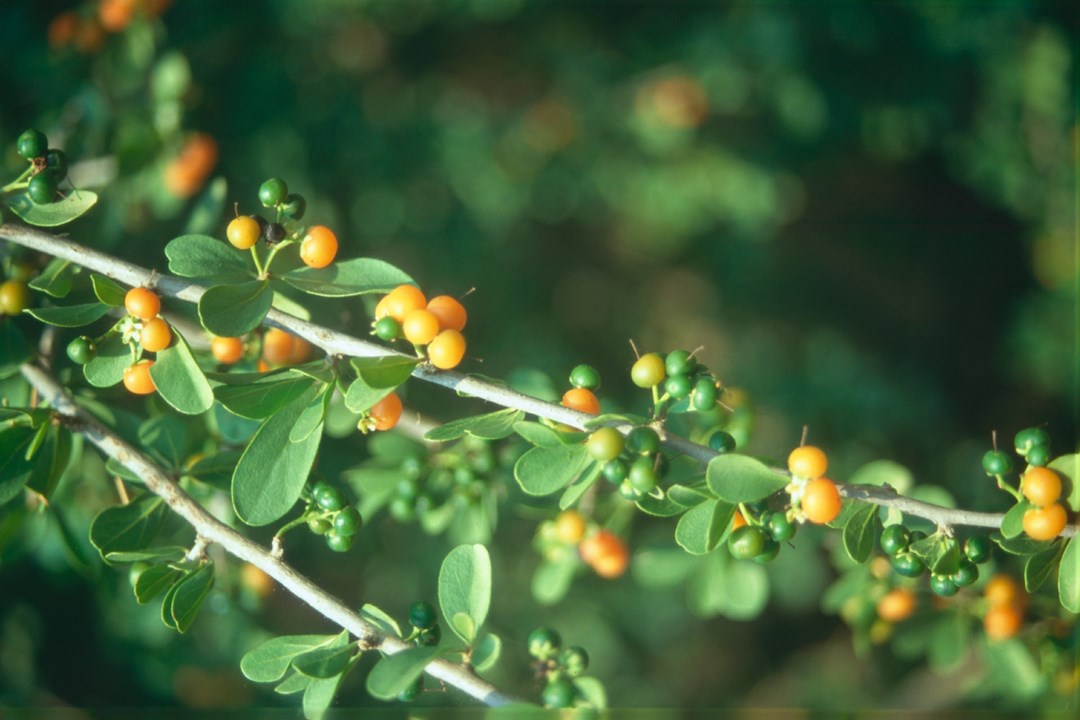 Ehretia rigida Puzzle Bush Deurmekaarbos mutepe morôbê umklele ...