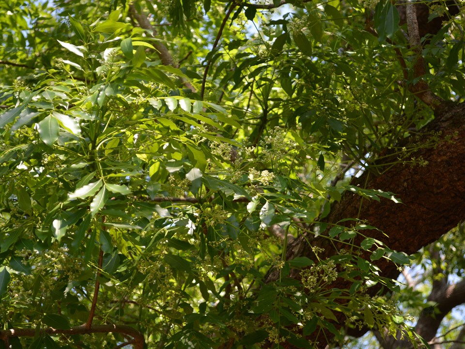 Ekebergia capensis Cape Ash Essenhout Mutovuma Umnyamathi