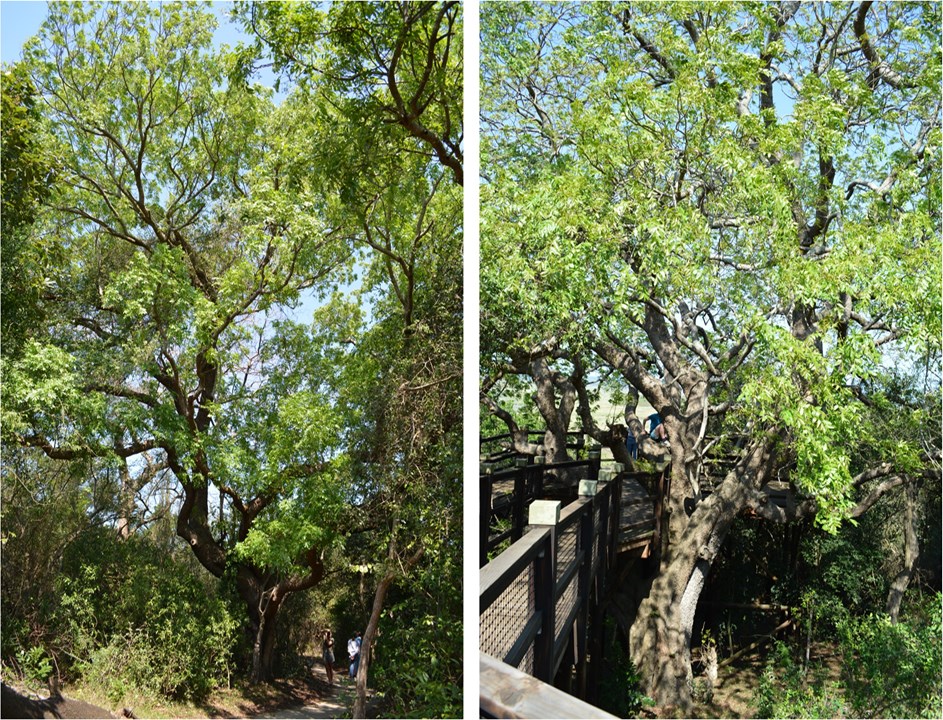 Ekebergia capensis Cape Ash Essenhout Mutovuma Umnyamathi