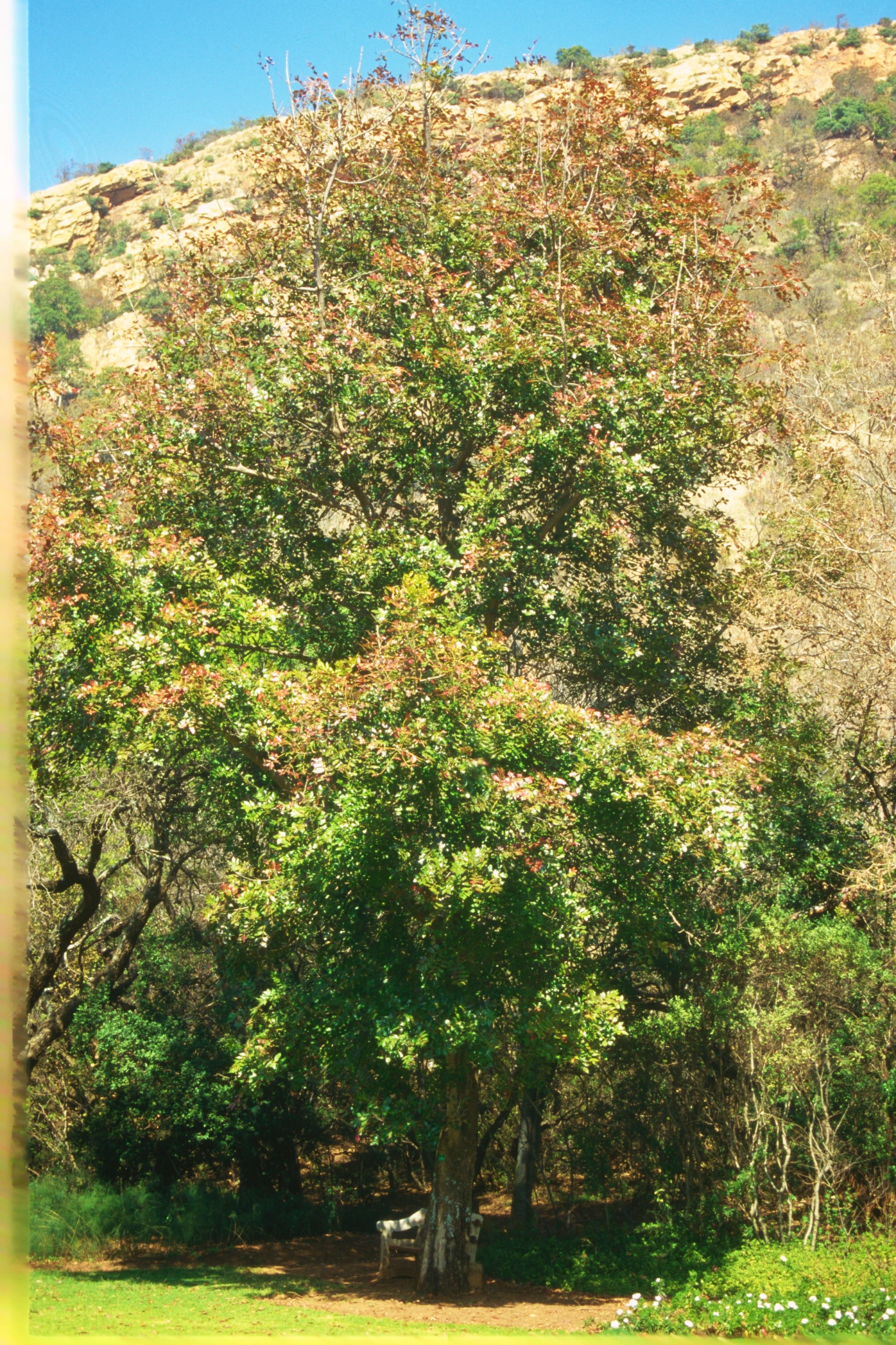 Ekebergia capensis Cape Ash Essenhout Mutovuma Umnyamathi