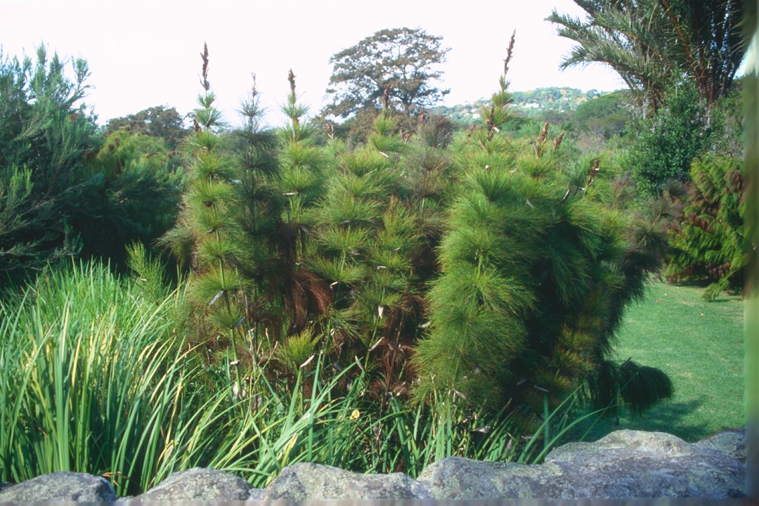 Elegia capensis Fonteinriet