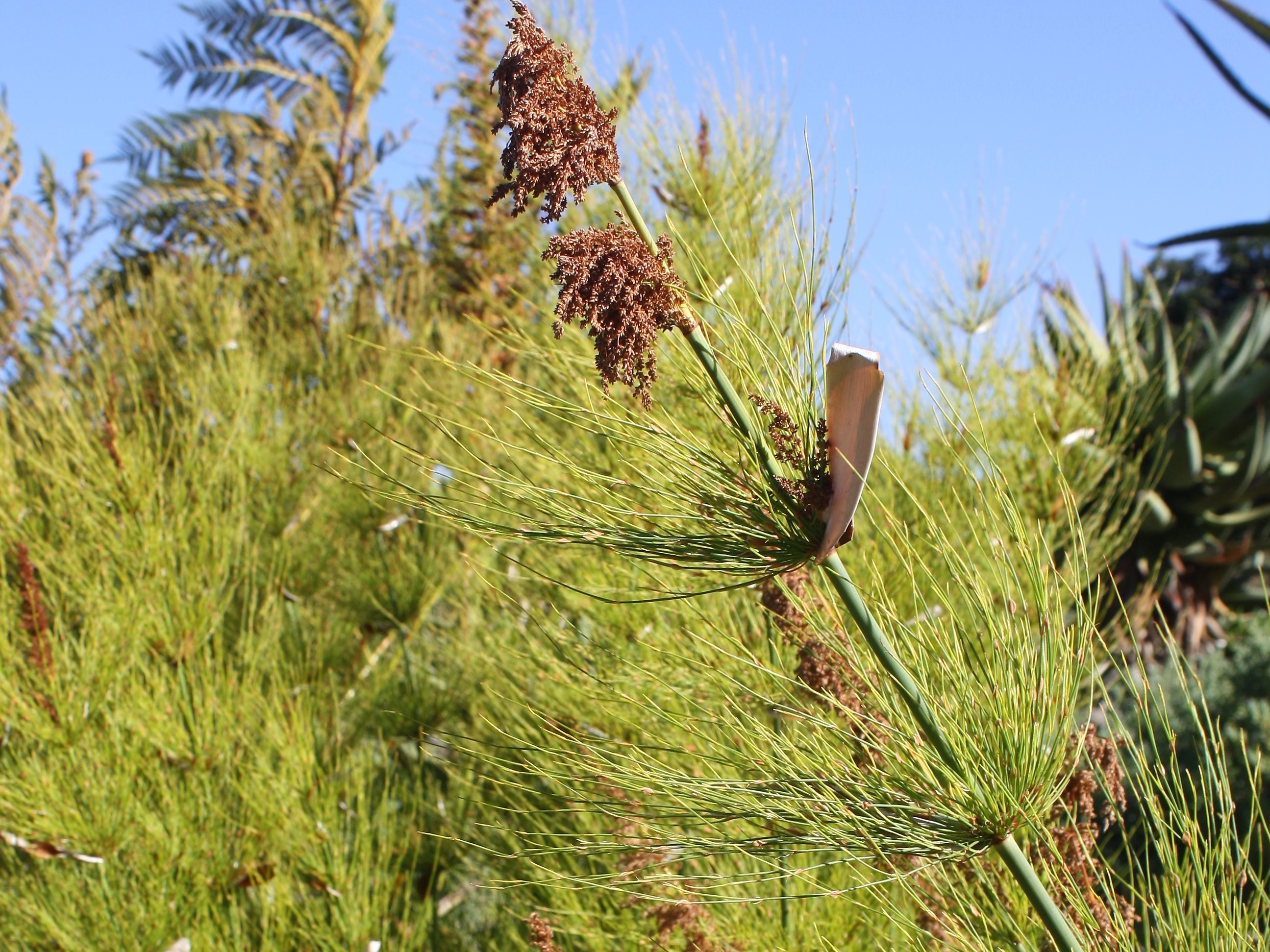 South African Indigenous Plants Catalogue