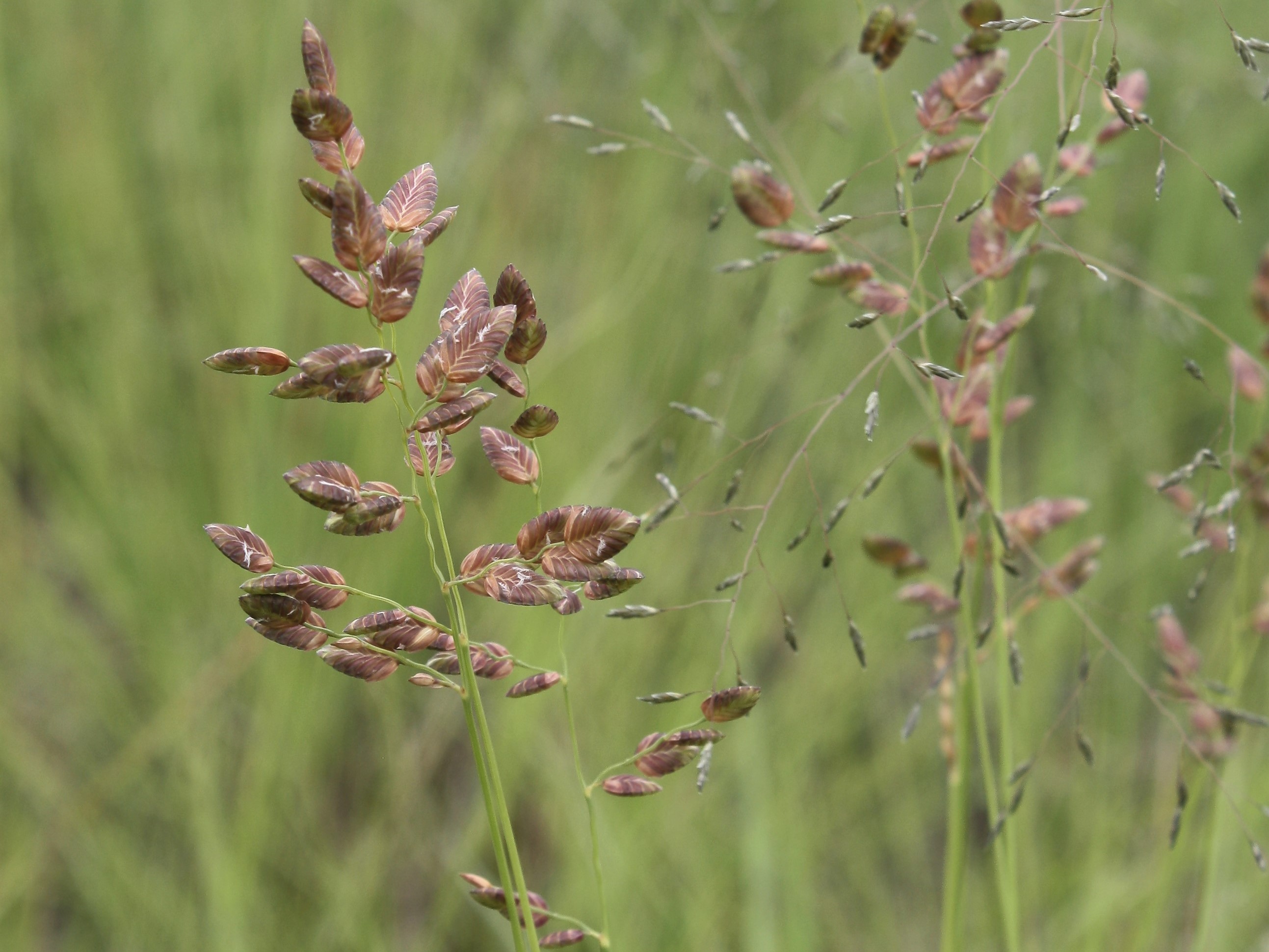 Eragrostis capensis Hartjiesgras Small Heart Seed Grass Umbhimbane