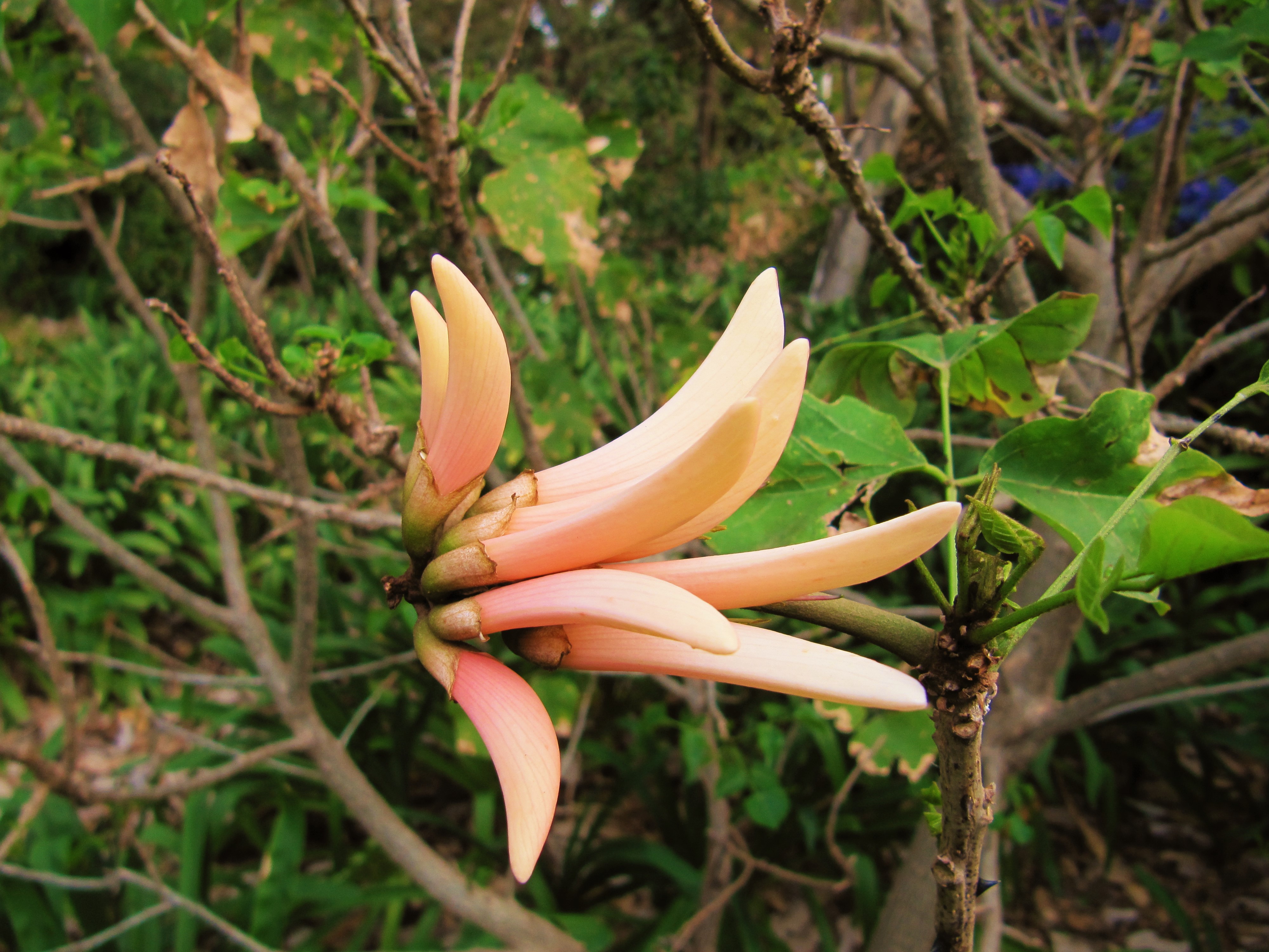 Erythrina lysistemon Pink Pink Common Coral Tree Pienk Gewone Koraalboom